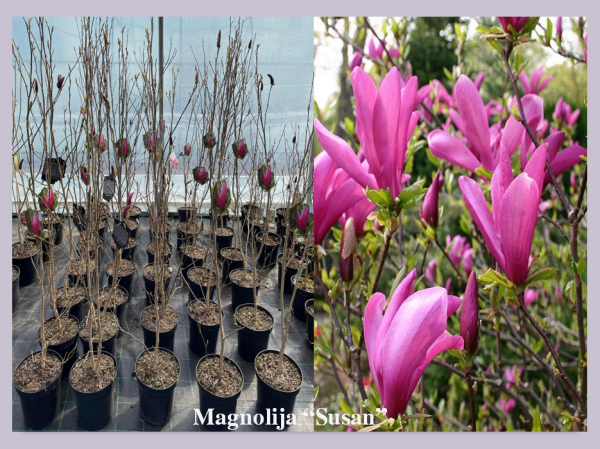 Magnolija “Susan” – Šilagalio Medelynas