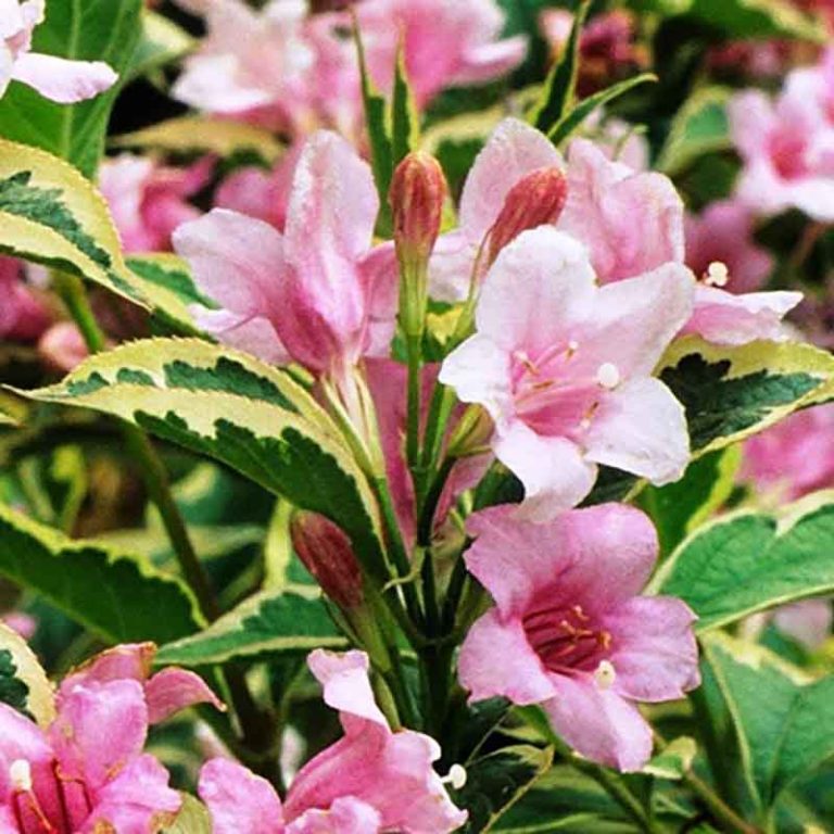 Gražiažiedė veigelė “Nana variegata” - Šilagalio Medelynas